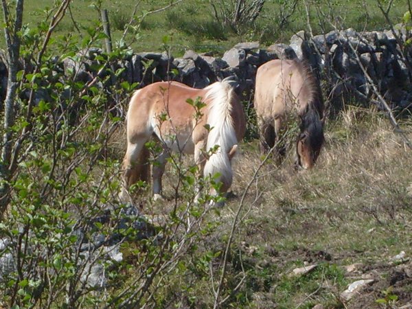 L'Ile de Rum : Animaux : Île de Rum : Îles Hébrides : Écosse : Routard.com