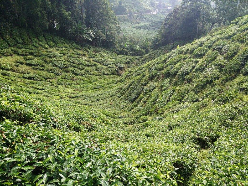 Champs de thé : Cameron Highlands : Côte de la mer d'Andaman : Malaisie ...