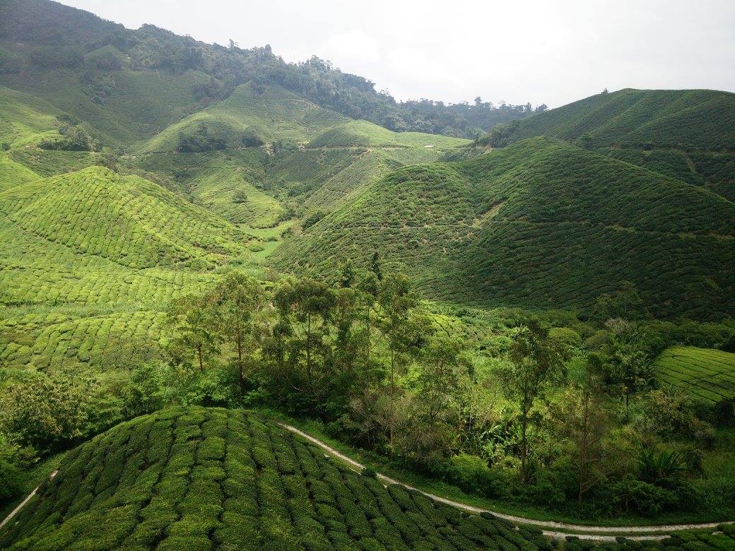 Champs de thé : Cameron Highlands : Côte de la mer d'Andaman : Malaisie ...
