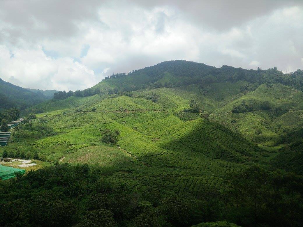 Champs de thé : Cameron Highlands : Côte de la mer d'Andaman : Malaisie ...