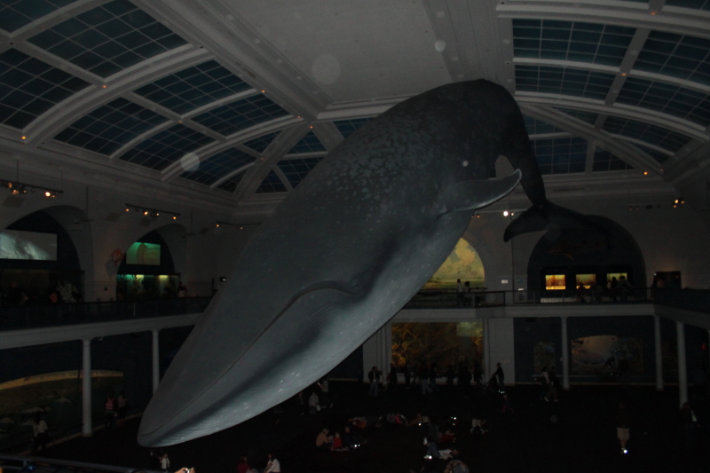 La Baleine du Museum : American Museum of Natural History : West Side ...