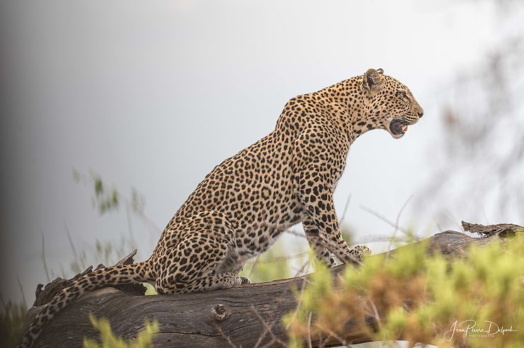 Leopard femelle : Animaux : Réserve nationale de Samburu : Est : Kenya ...