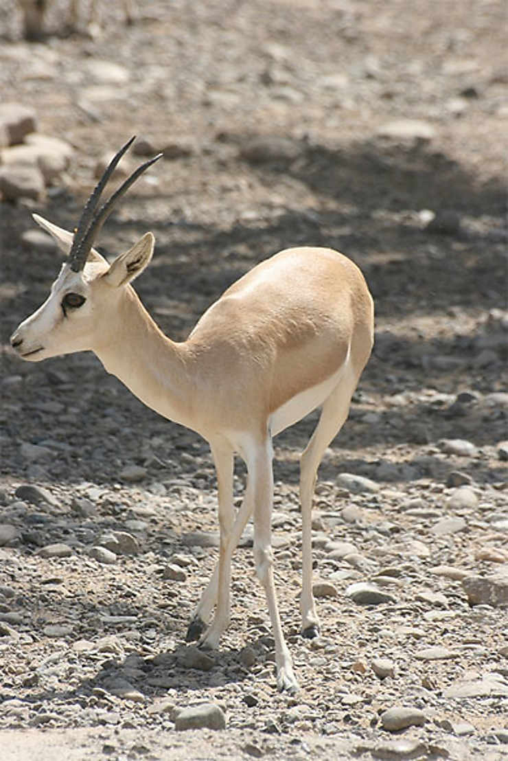 Gazelle de Rhim : Animaux : Sharjah Desert Park : Sharjah : Émirats ...