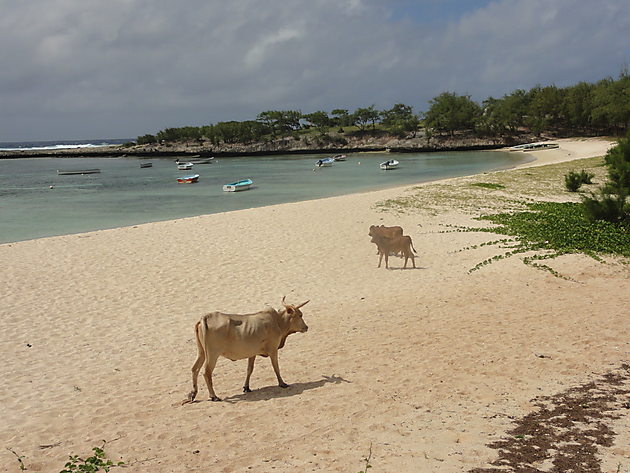 Île Rodrigues insolite : Plages : Mer : Vaches : Animaux : Pointe Coton ...