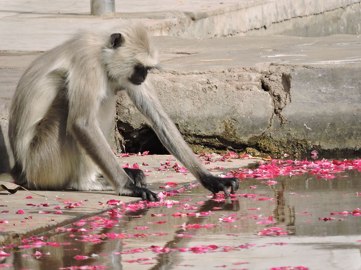 Singe Langur au bord de l'eau : Singes : Animaux : Animaux : Uttar ...