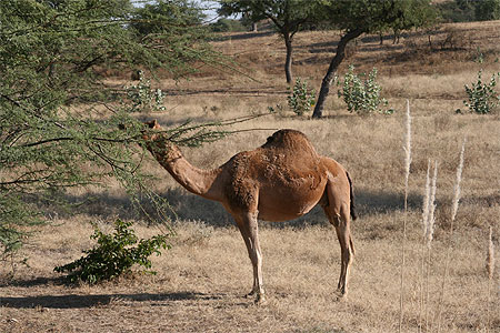 Dromadaire sauvage : Dromadaires : Animaux : Animaux : Jaisalmer ...