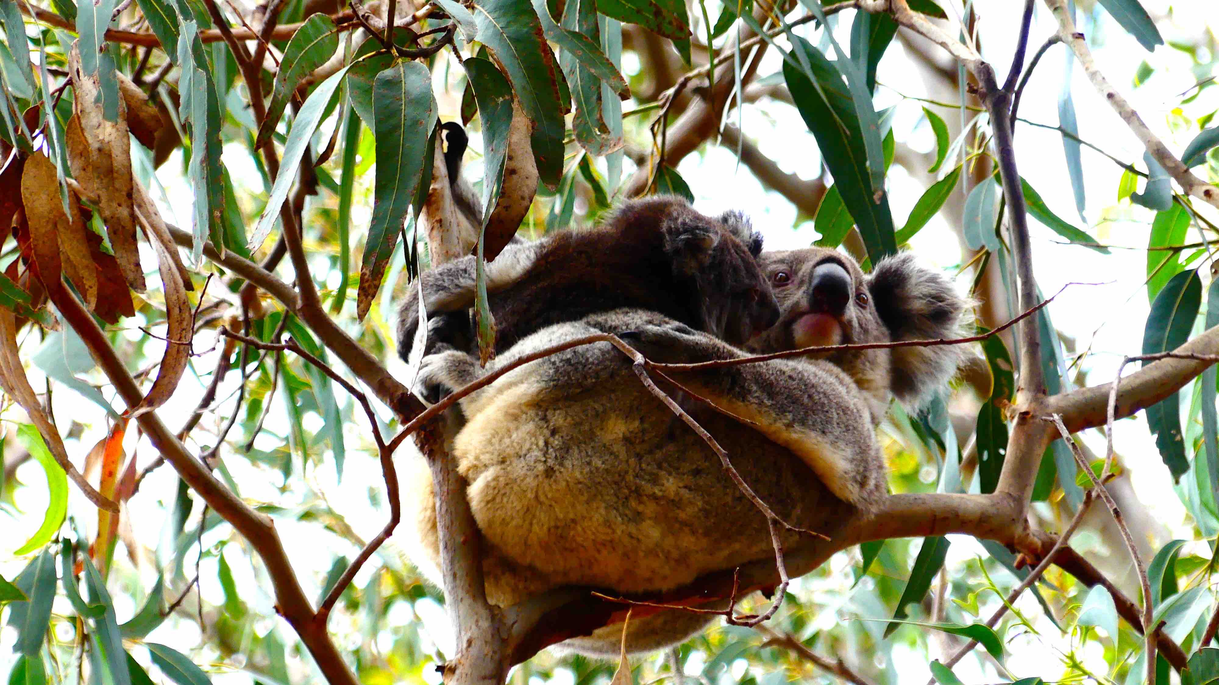 Maman Koala et son petit : Marsupiaux : Animaux : Animaux : Kangaroo ...