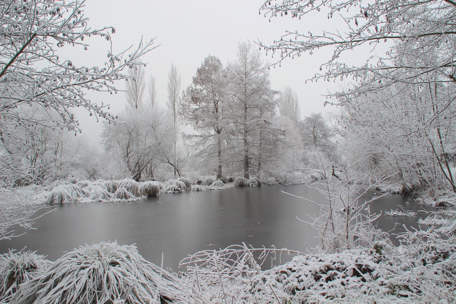 Promenade à Nantes sous la neige : Arbres : Nantes : Pays de la Loire ...