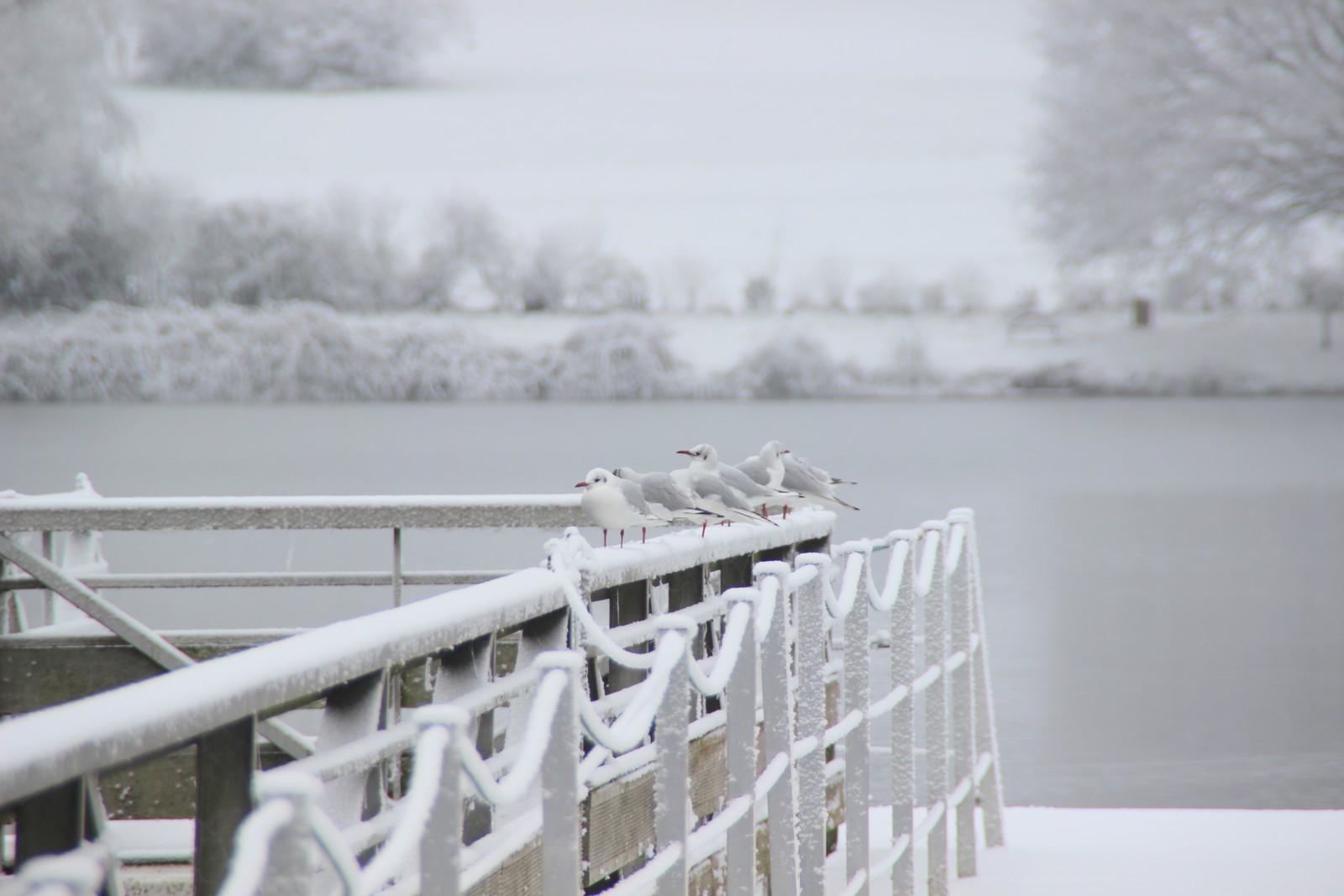 Promenade à Nantes sous la neige : Nantes : Pays de la Loire : Routard.com