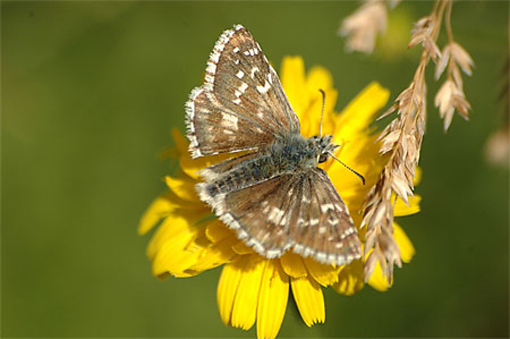 Papillon : Papillons : Animaux : Insectes : Animaux : Animaux : Parc ...