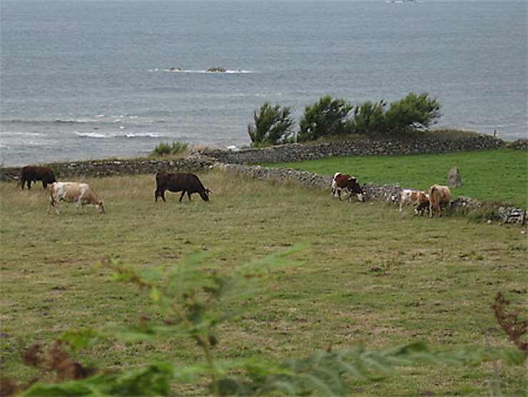 Typique Cotentin : Vaches : Animaux : Animaux : Nez de Jobourg : Manche ...