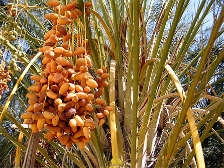 Les dattes : Arbres : Djerba (Jerba) : Tunisie : Routard.com