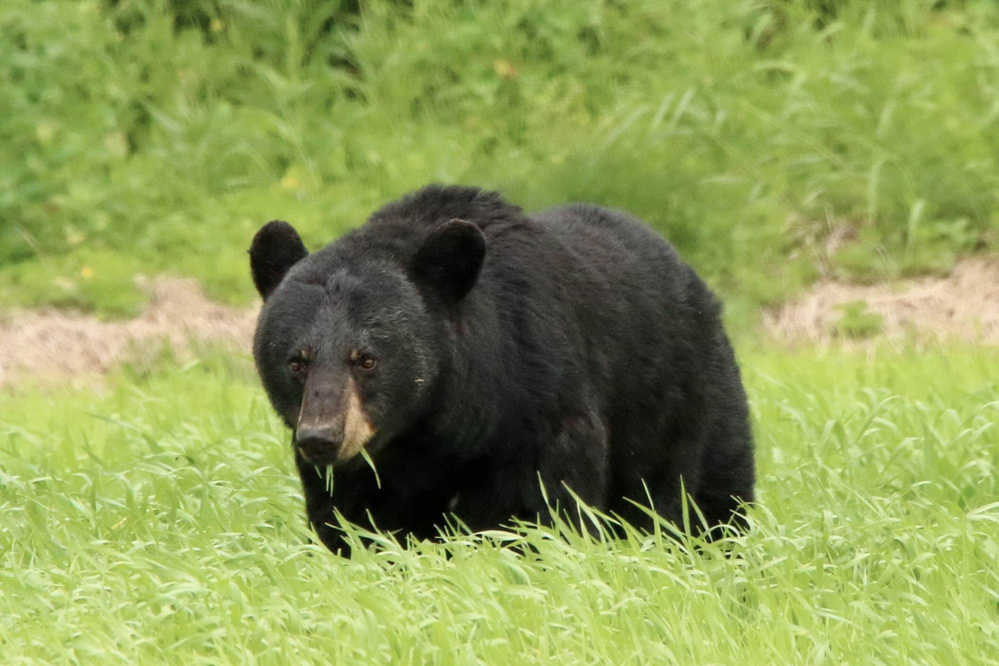 Une belle rencontre au Québec : Animaux : Saguenay-Lac-Saint-Jean ...