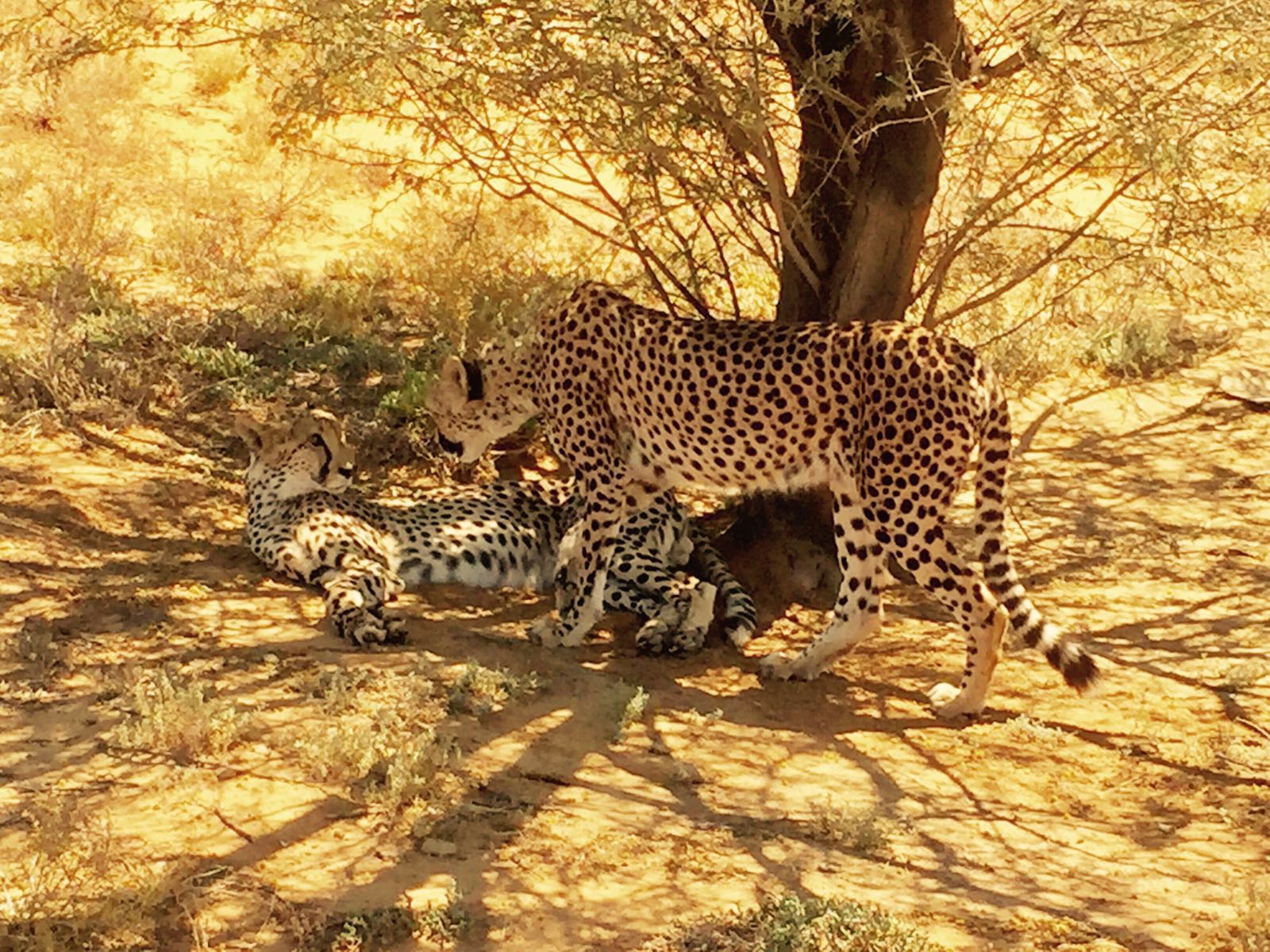 Cheetah : Animaux : Cape Town (Le Cap) : Province du Cap : Afrique du ...