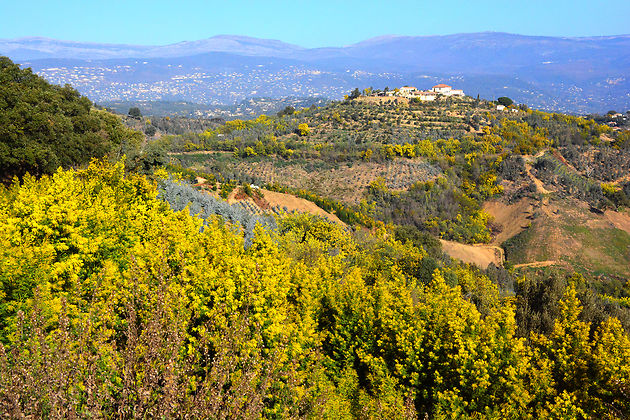 Mandelieu-la-Napoule et le Tanneron, au pays du mimosa : Idées week end ...