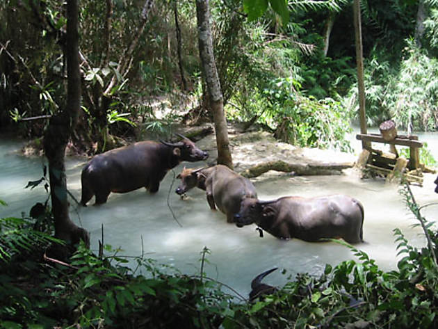 buffles au Laos : Animaux : Luang Prabang : Laos : Routard.com