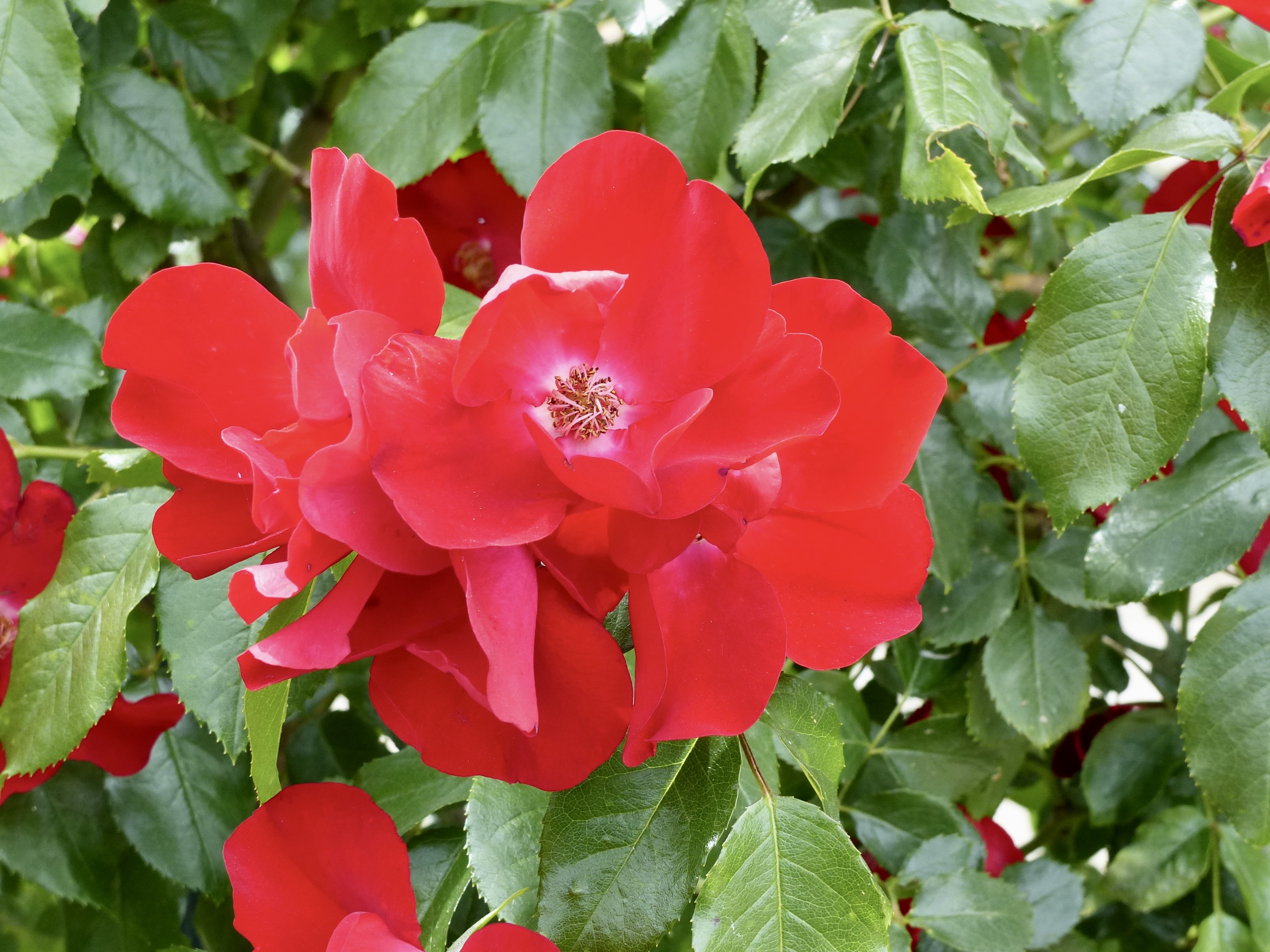 Apache rose : Fleurs : Parc de Bagatelle : Bois de Boulogne : 16ème ...