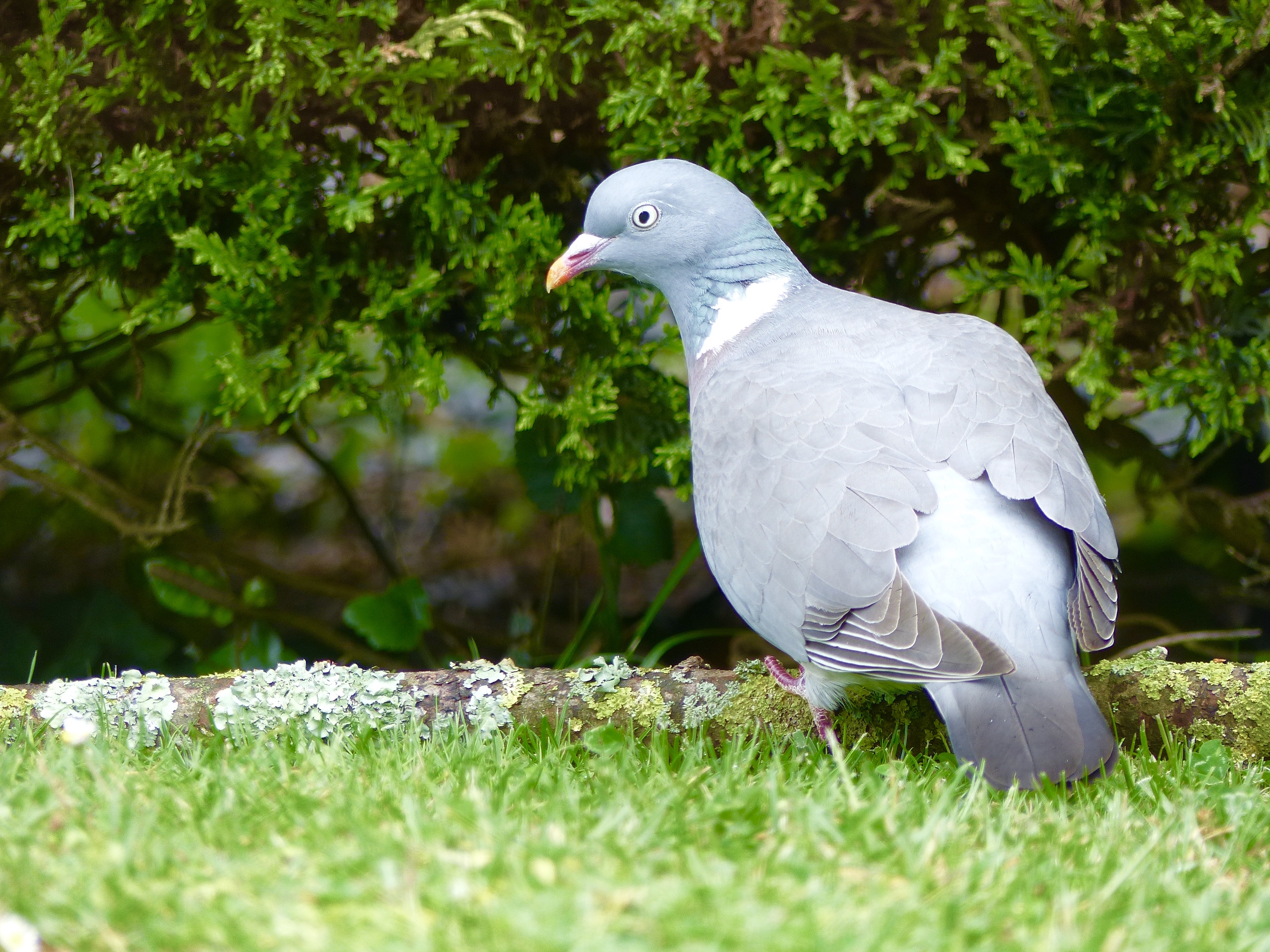 Palombe bien sympathique : Oiseaux : Finistère : Bretagne : Routard.com
