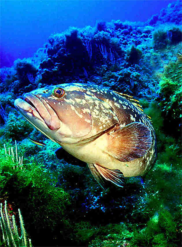 Le mérou de Méditerranée : Plongée : Mer : Poissons : Hyères : Var ...