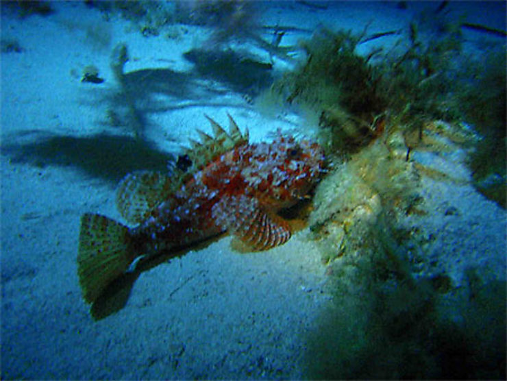 Rascasse : Poissons : Baléares : Espagne : Routard.com