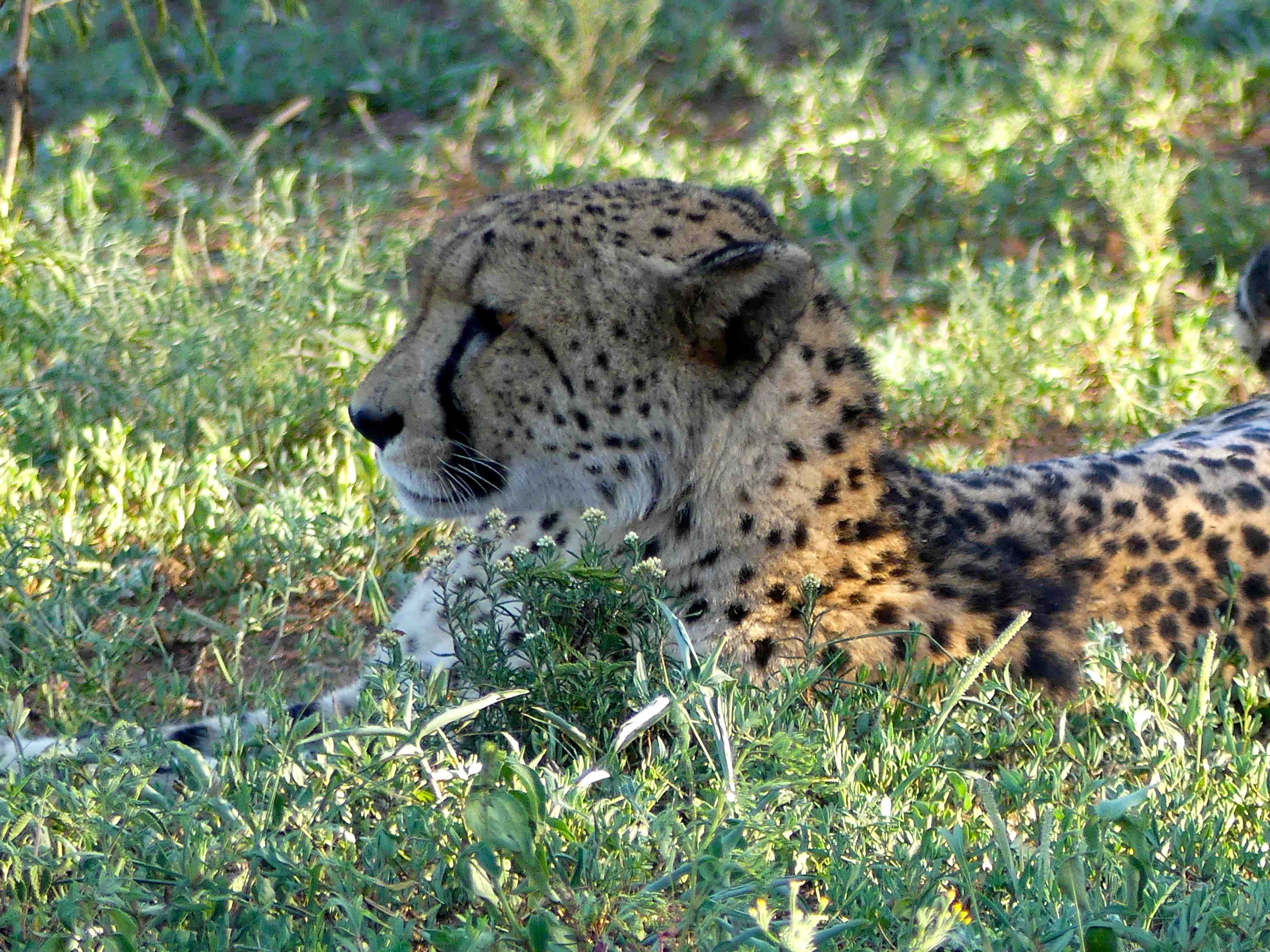 Léopard - Réserve de Zulu Nyala : Animaux : Zoulouland (Pays zoulou ...
