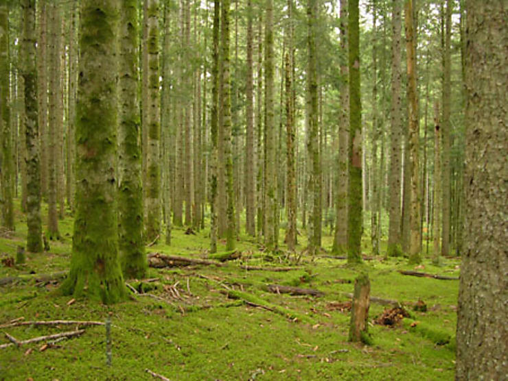 Forêt avec de la mousse ! : Forêts : Auvergne : Routard.com