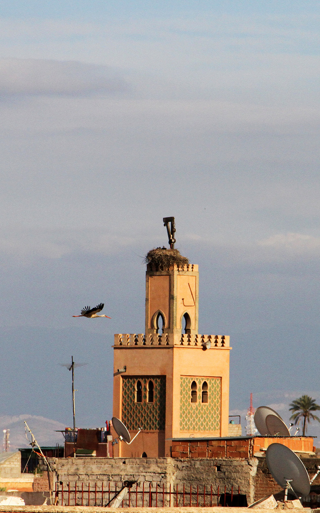 Cigogne : Marrakech : Maroc : Routard.com