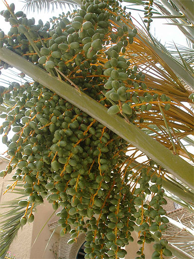 Jeunes dattes : Arbres : Palmeraie : Tozeur : Région de Tozeur, Gafsa ...