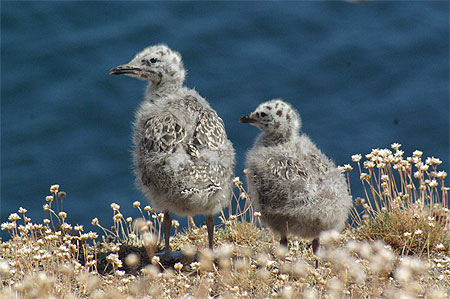 Poussins de mouette : Oiseaux : Belle-Île-en-Mer (Guedel) : Morbihan ...