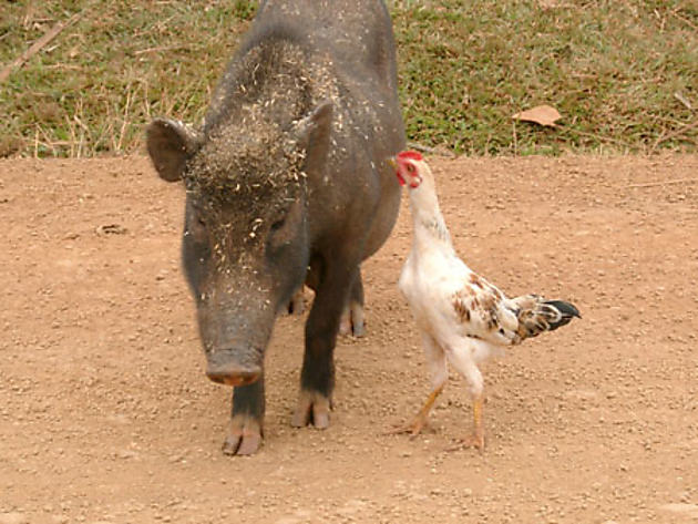 on a toujours besoin d'un plus petit : Insolite : Animaux : Plateau des ...