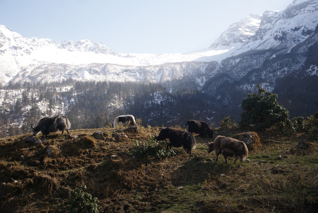 Kang Guru, près du Tibet : Montagne : Animaux : Annapurna : Région de ...