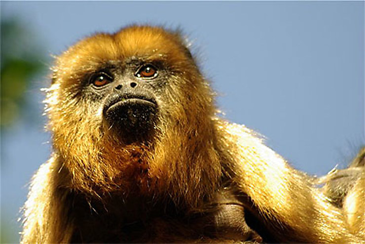 Singe hurleur femelle : Singes : Animaux : Animaux : Réserve naturelle ...