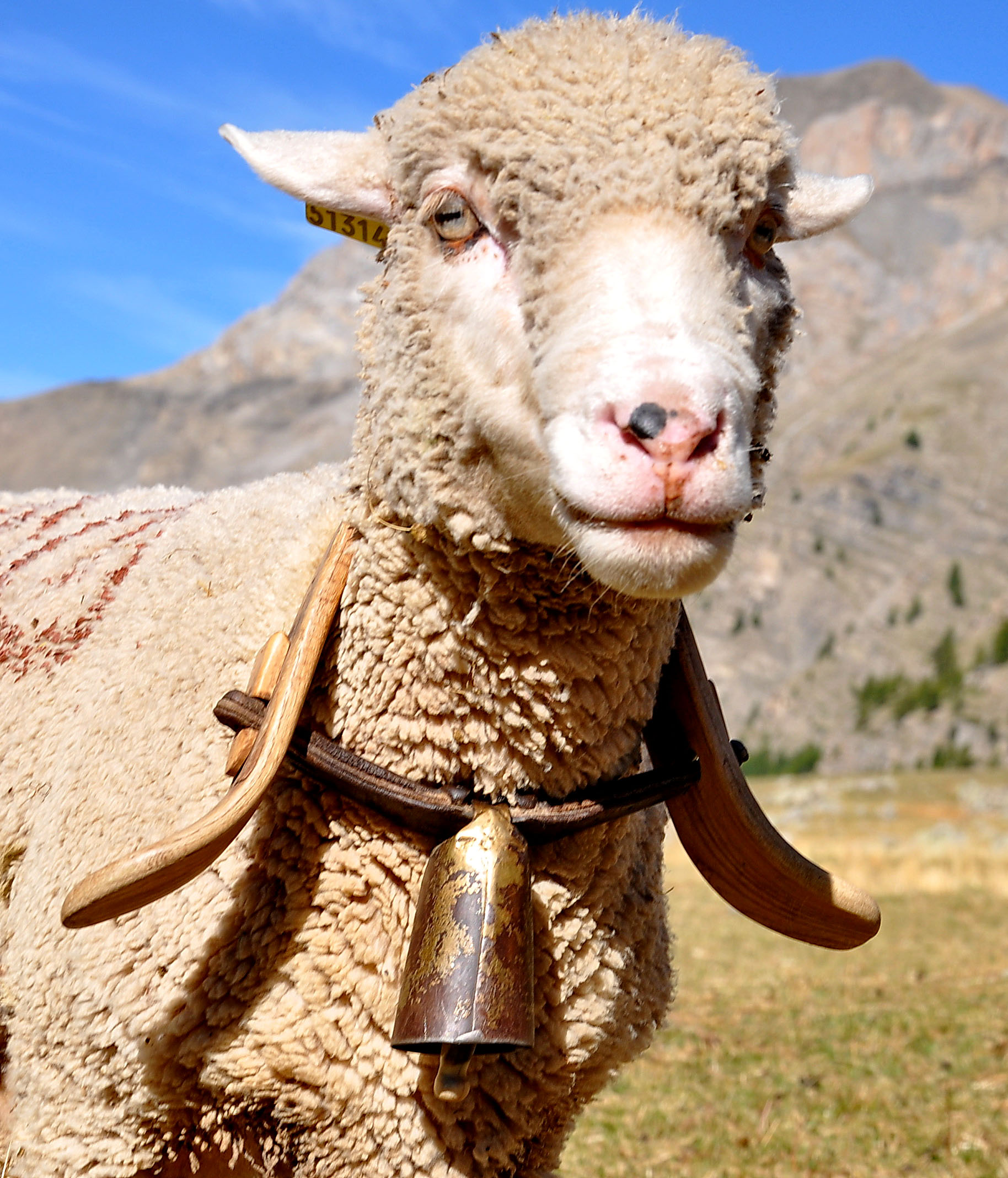 Brebis et sa sonnaille en alpage : Animaux : Parc national du ...