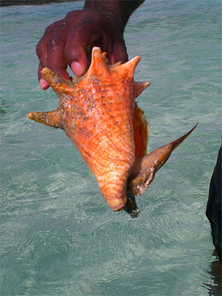 Lambi : Guadeloupe : Routard.com