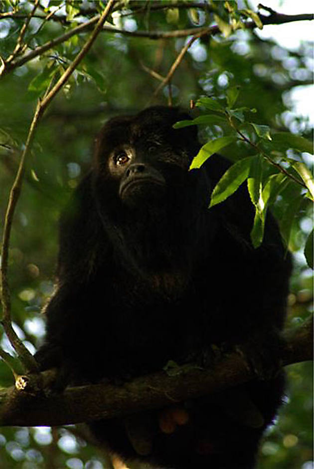 Singe hurleur mâle : Singes : Animaux : Animaux : Réserve naturelle de ...