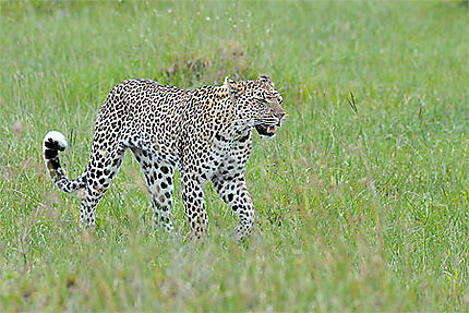 En chasse : Animaux : Parc national du Serengeti : Le Nord et les ...