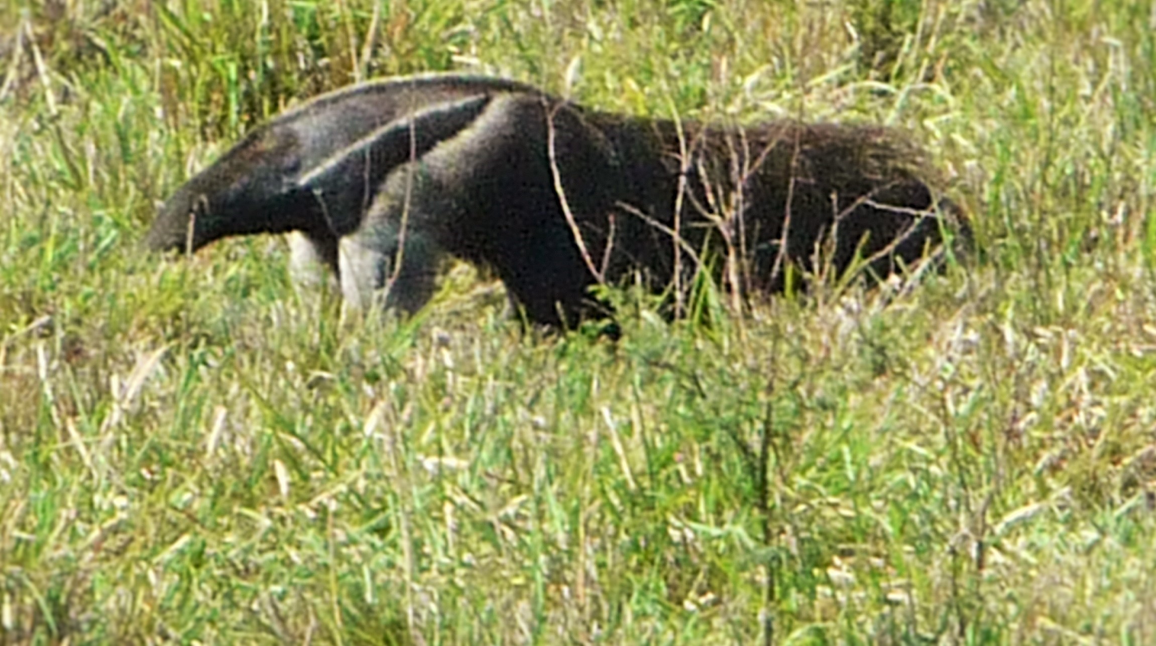 Tamanoir : Animaux : Pantanal : Mato Grosso : Brésil : Routard.com