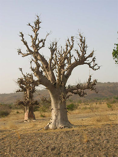 Baobab : Arbres : Djinina : Régions de Bamako et Kayes : Mali : Routard.com