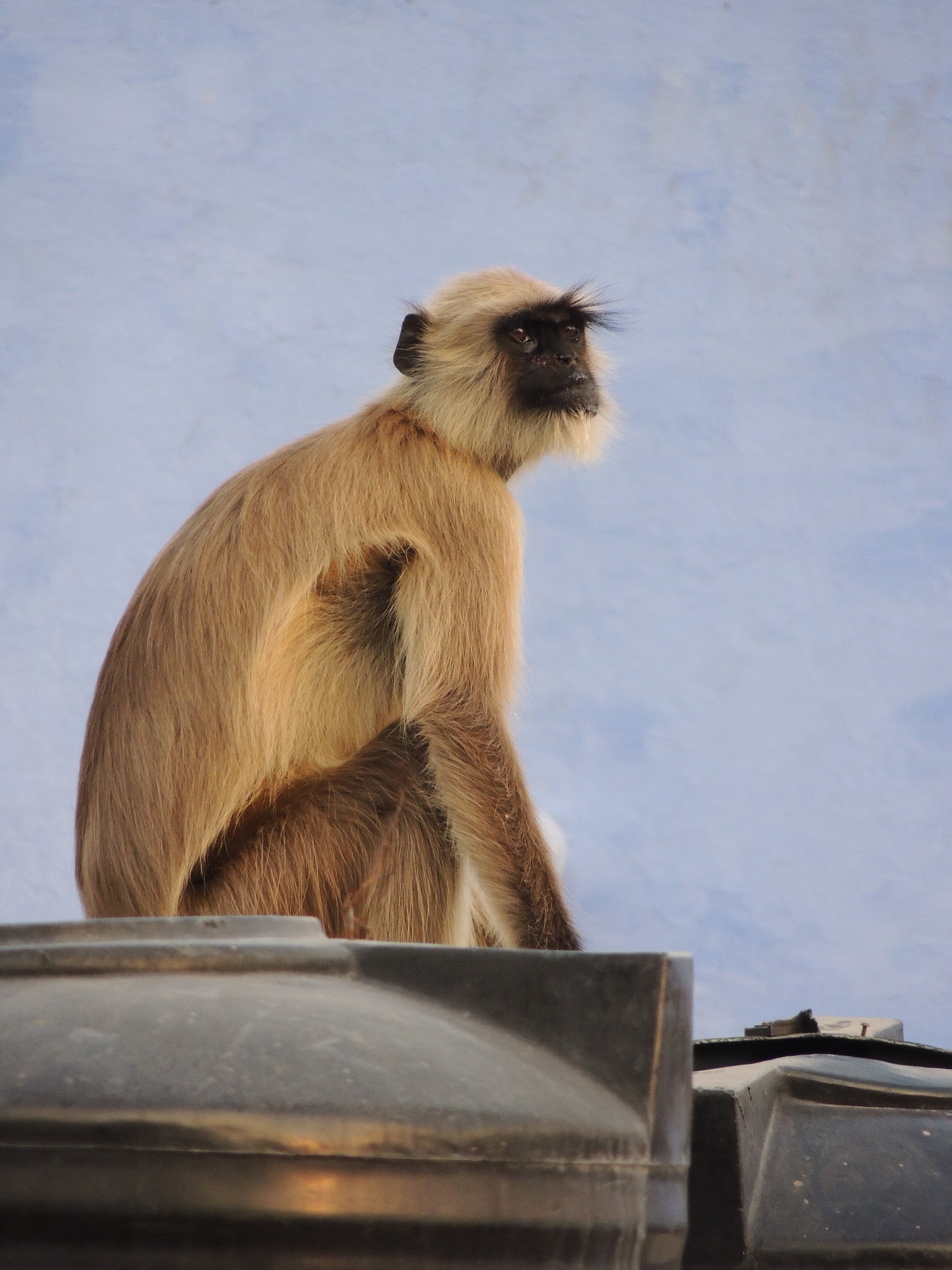 Le singe penseur : Singes : Animaux : Inde : Routard.com