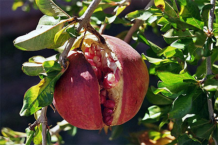 Grenade dans la vallée des roses : Hdida : Ouarzazate et les oasis du ...