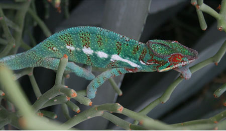 "endormi" : Reptiles : Animaux : Caméléons : Animaux : Animaux : Saint ...