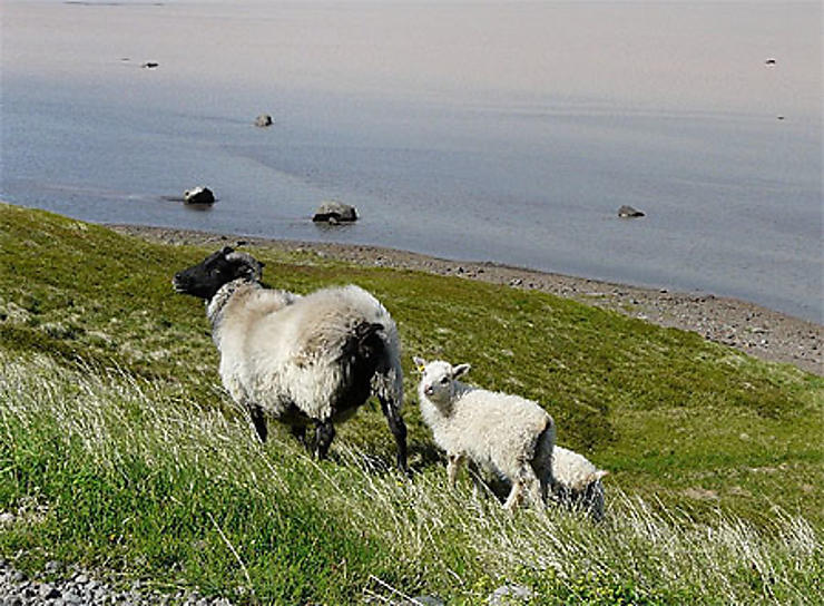 Brebis et ses petits dans le fjord de kaldalon : Animaux : Fjord de ...
