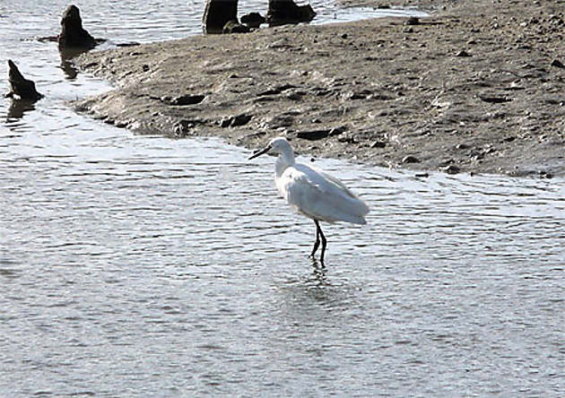 Echassier : Oiseaux : Animaux : Morbihan : Bretagne : Routard.com