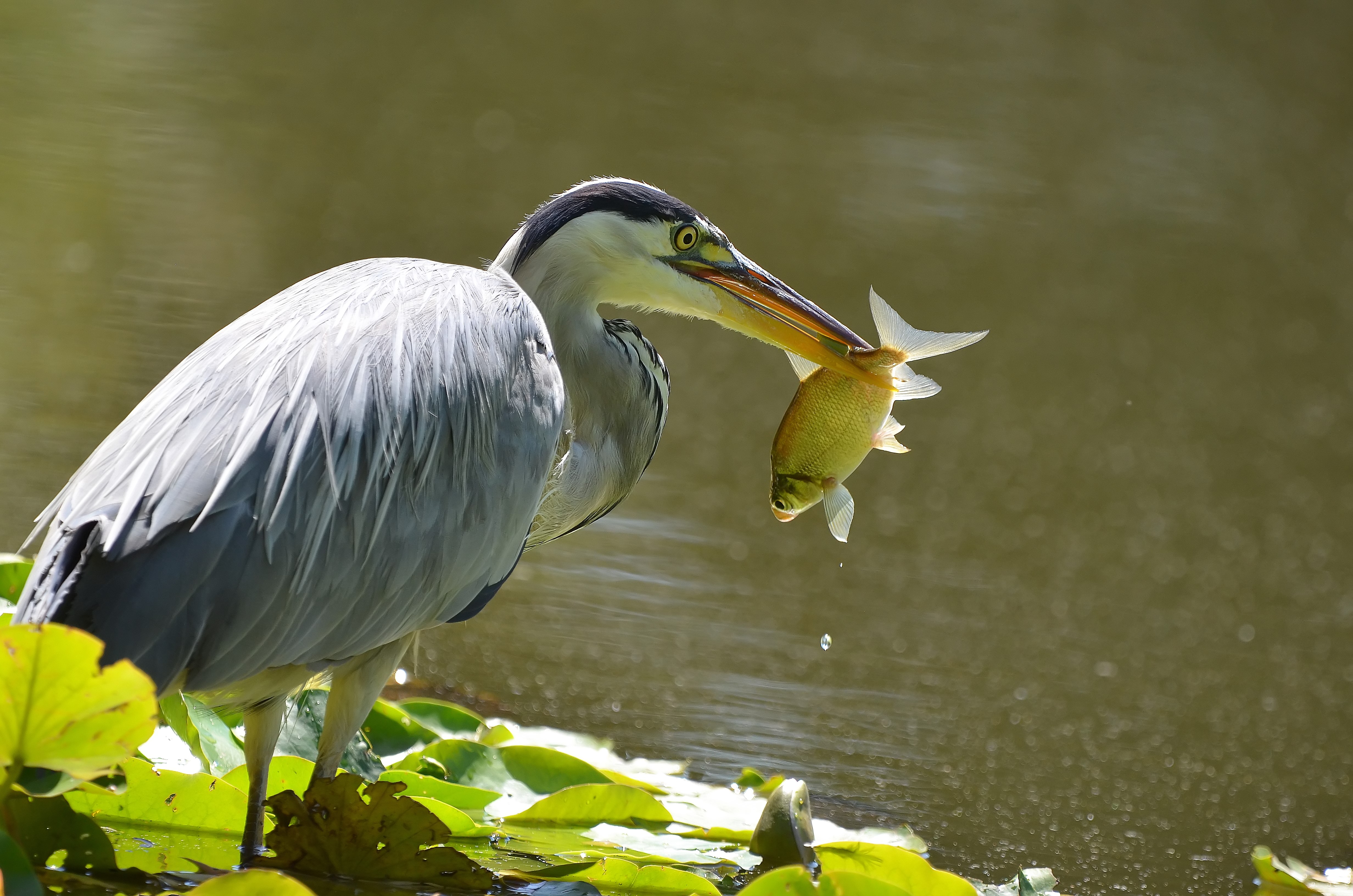 Héron cendré : Oiseaux : Poissons : Lacs : Animaux : Poitiers : Vienne ...