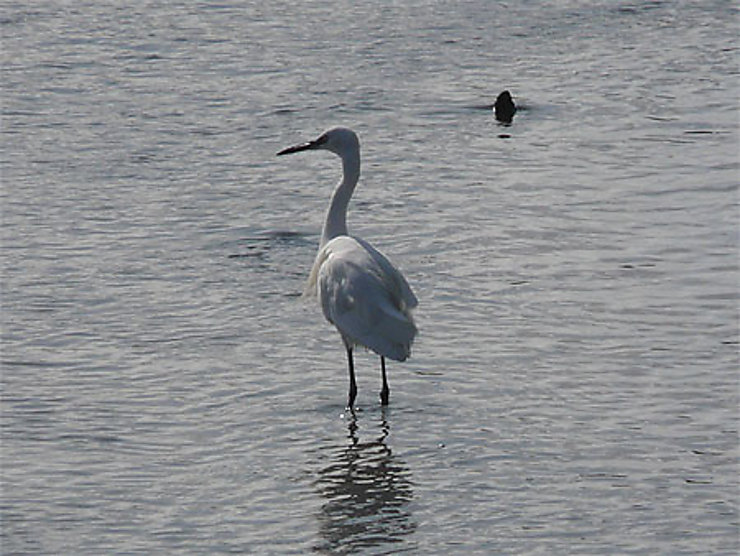 Echassier : Oiseaux : Animaux : Morbihan : Bretagne : Routard.com