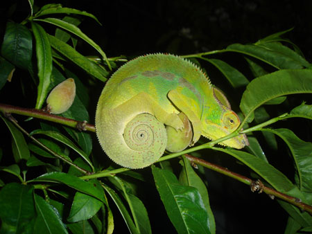 L'endormi : Reptiles : Animaux : Caméléons : Animaux : Animaux : Le ...