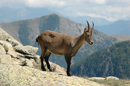 Chamois du lac Agnel : Animaux : Parc national du Mercantour : Alpes-de ...