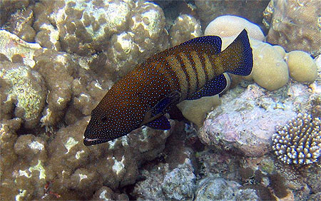Merou : Plongée : Mer : Poissons : Animaux : Eriyadoo : Atoll de Malé ...