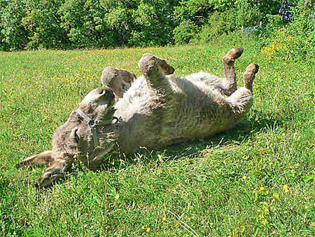 Ane de provence : Animaux : Région de Valence : Espagne : Routard.com