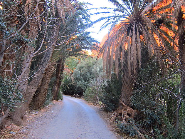 Route dans la palmeraie : Routes : Transport : Arbres : Palmeraie de ...